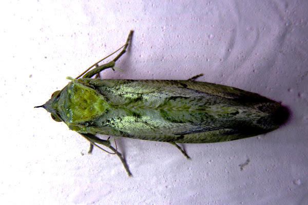 Fruit-piercing moth | Project Noah