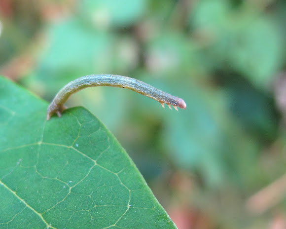 Geometer Caterpillar | Project Noah