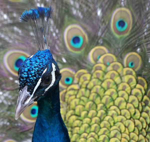 Peacock | Project Noah