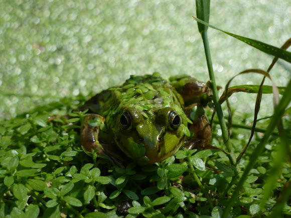 Pool Frog (Northern European) | Project Noah