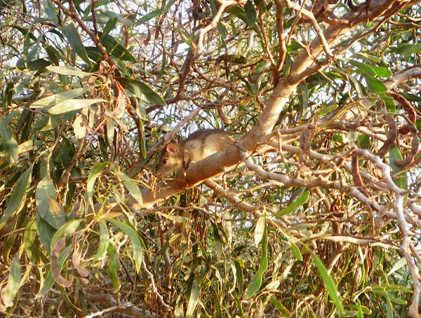 Rata parda (juvenil) | Project Noah