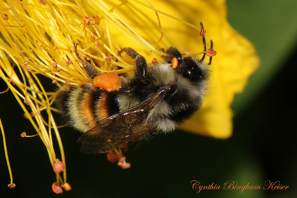 Vancouver Island Bumble Bee | Project Noah