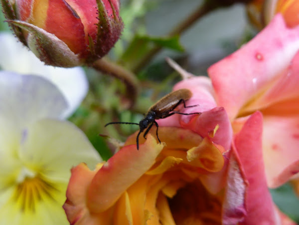 Lagria hirta | Project Noah