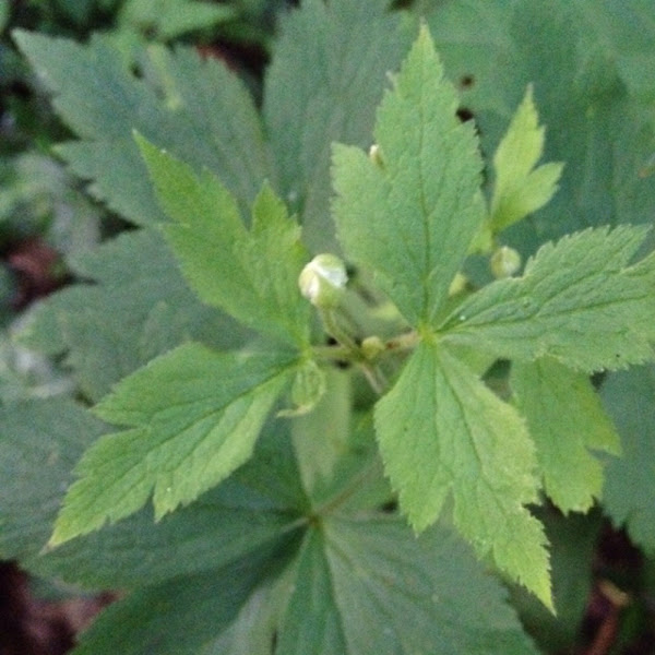 Thimbleweed | Project Noah