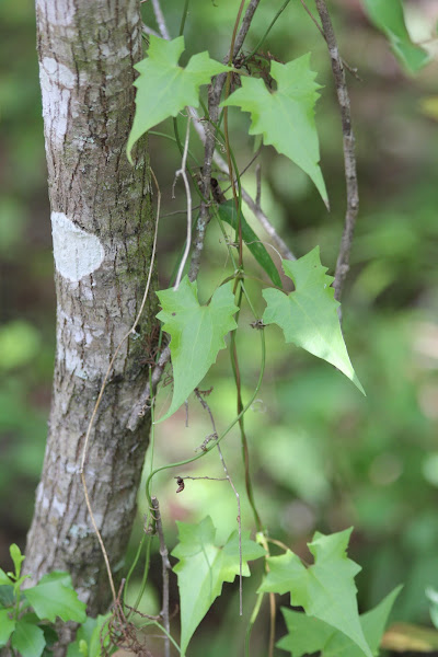 Climbing Hempvine | Project Noah