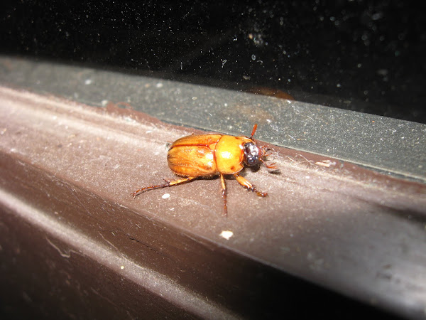 Masked Chafer Beetle | Project Noah