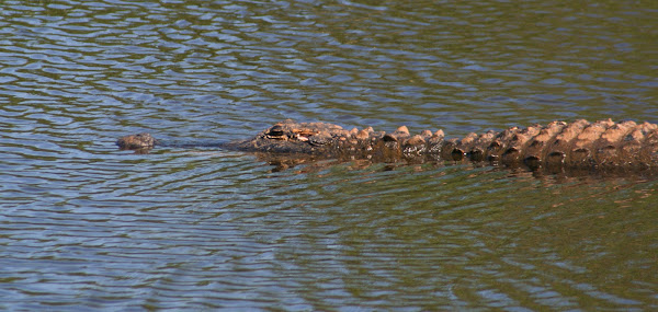 American Alligator | Project Noah