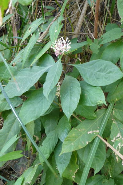 Gaertnera grisea | Project Noah