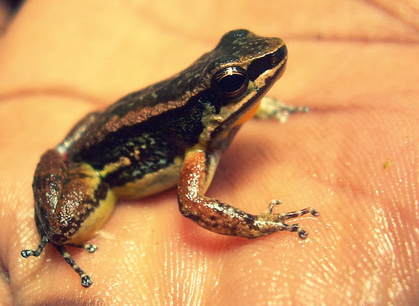 Trinidad Stream Frog | Project Noah