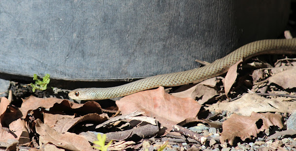 Yellow-faced Whip-Snake | Project Noah