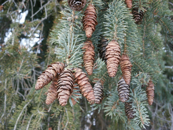 Spruce Tree | Project Noah