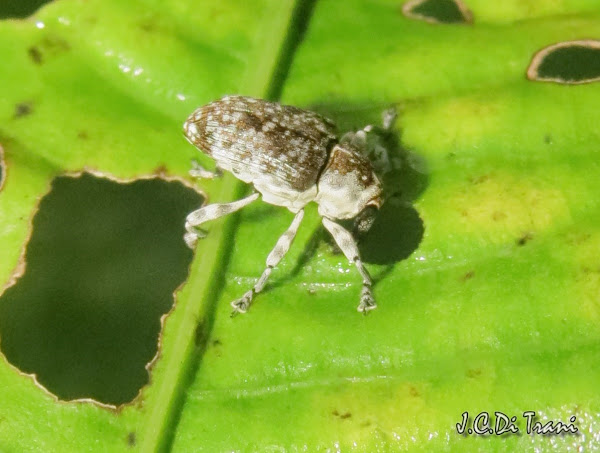 Bird's Drop Weevil | Project Noah