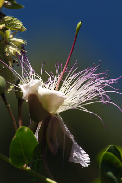 kappertjesplant, (Capparis spinosa) | Project Noah
