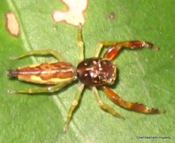 Bavia Jumping Spider | Project Noah