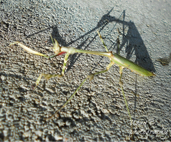 Indian rose mantis / wandering violin mantis | Project Noah