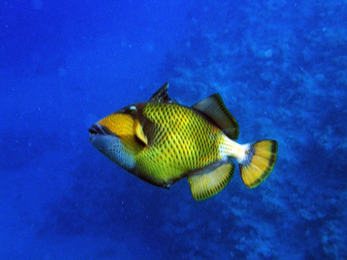 Titan triggerfish | Project Noah