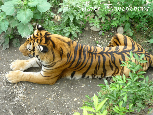 Siberian Tiger | Project Noah