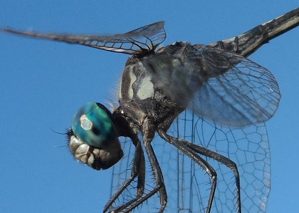 Spotting | Project Noah