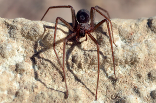 Mediterranean Recluse Spider | Project Noah