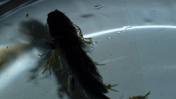 Anchor Worms On Molly Fish | Project Noah