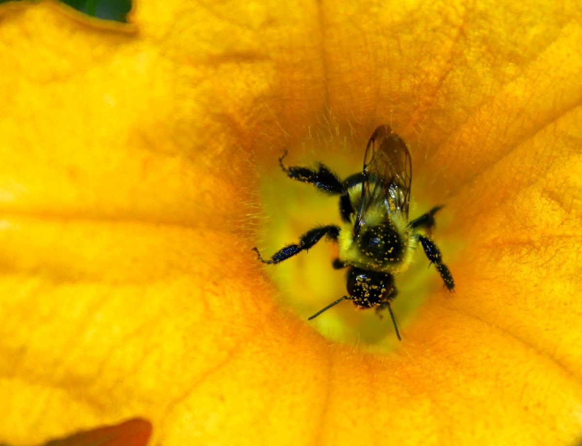 Bumblebee | Project Noah