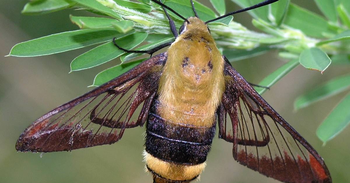 Nature in the Ozarks: Snowberry Clearwing Moth (Hemaris diffinis)