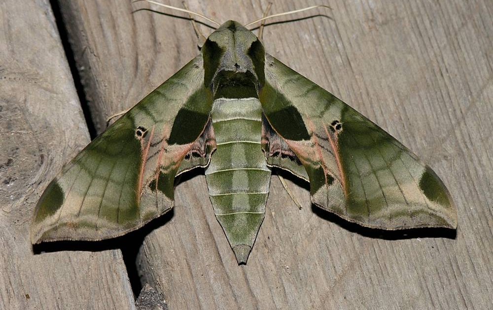 Nature in the Ozarks: Pandorus Sphinx Moth (Eumorpha pandorus)