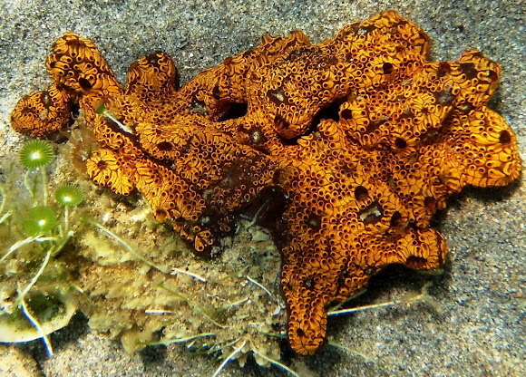 Botrylloides leachi | Project Noah