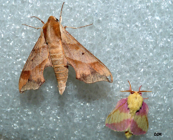 Virginia Creeper Sphinx Moth | Project Noah