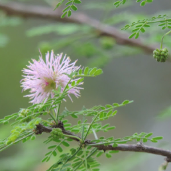 Fragrant Mimosa | Project Noah