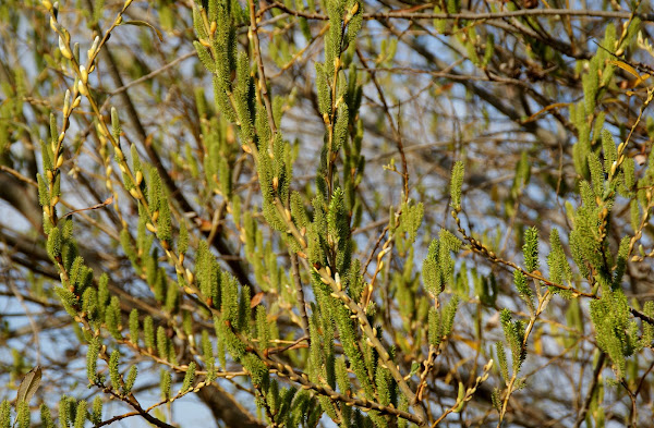 Arroyo willow | Project Noah