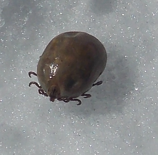 Moose Ticks | Project Noah