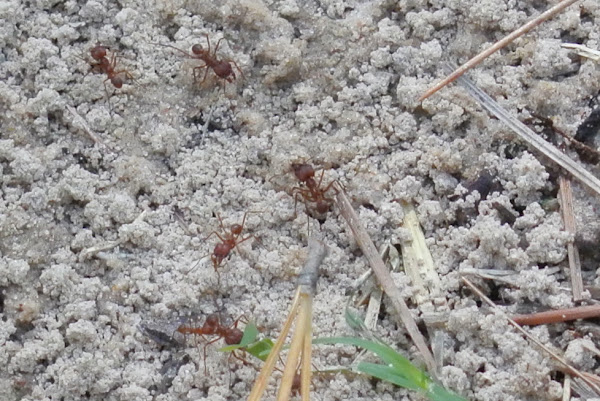 Red Harvester Ants | Project Noah