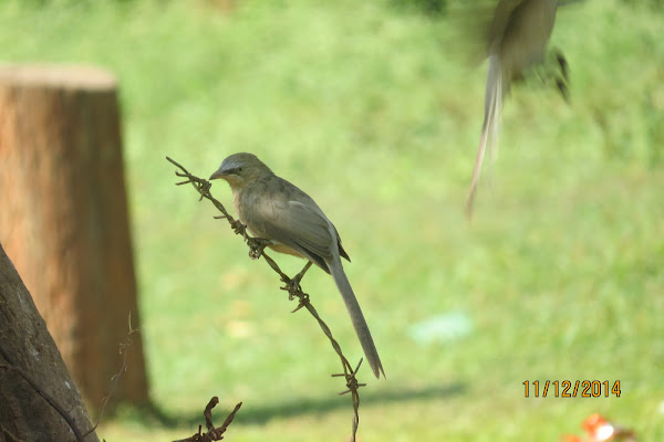 Large Grey Babbler | Project Noah