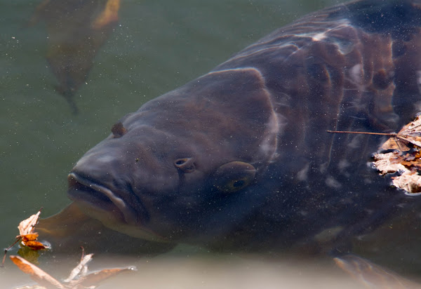 Common carp | Project Noah