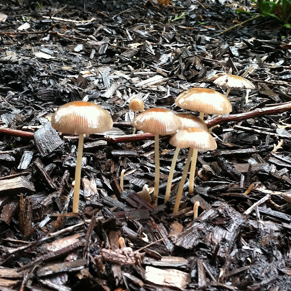 Inky Cap Mushrooms | Project Noah