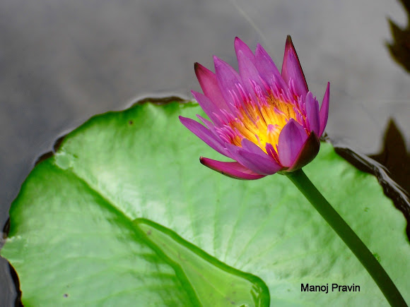 Water Lily / அல்லி பூ (Alli Poo) | Project Noah