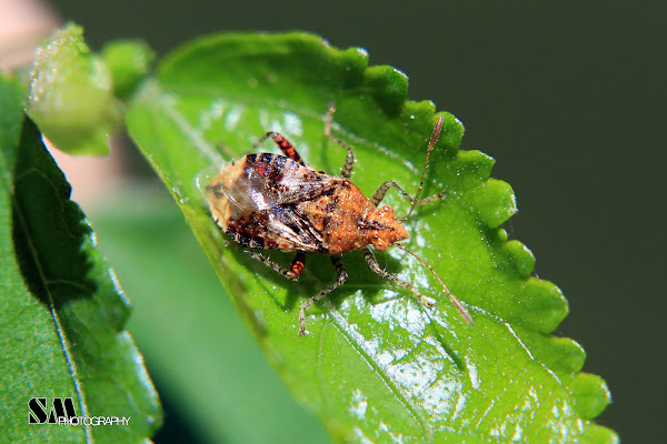 Seed bug | Project Noah