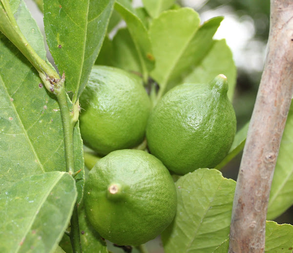 Dalayap or Dayap Tree (Lime Tree) | Project Noah