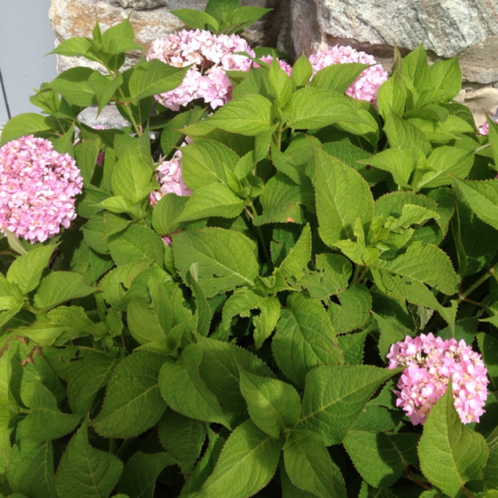 Hydrangea 'Bella Anna' | Project Noah