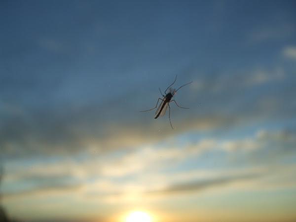 Lake Ellesmere common midge | Project Noah