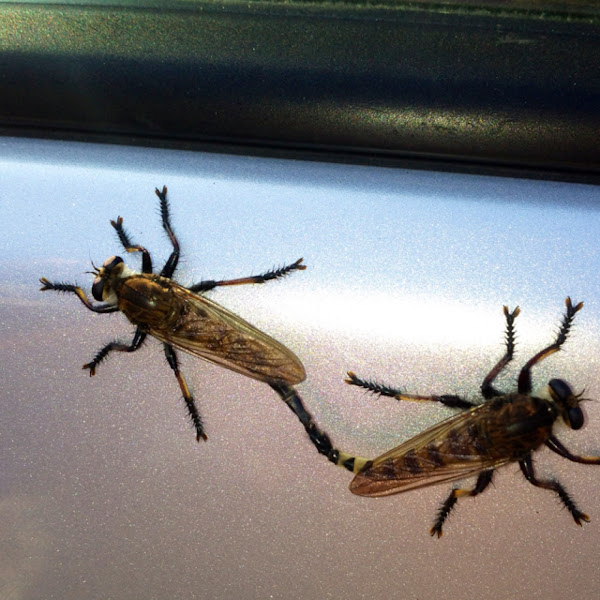 Giant Robber Fly | Project Noah