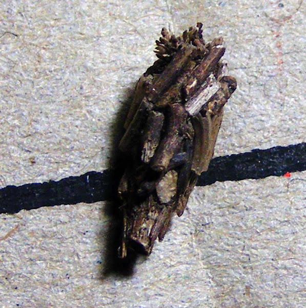 Case Moth | Project Noah