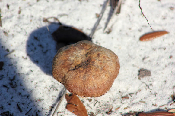 Sand Laccaria | Project Noah