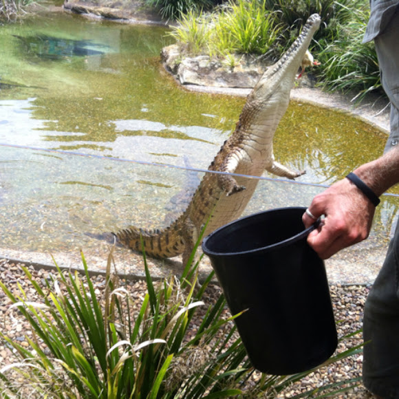 Freshwater croc | Project Noah