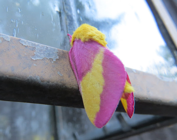 Rosy Maple Moth | Project Noah