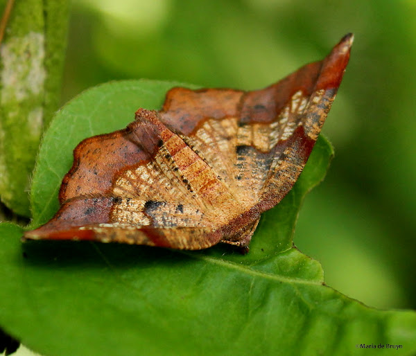 Friendly probole moth | Project Noah