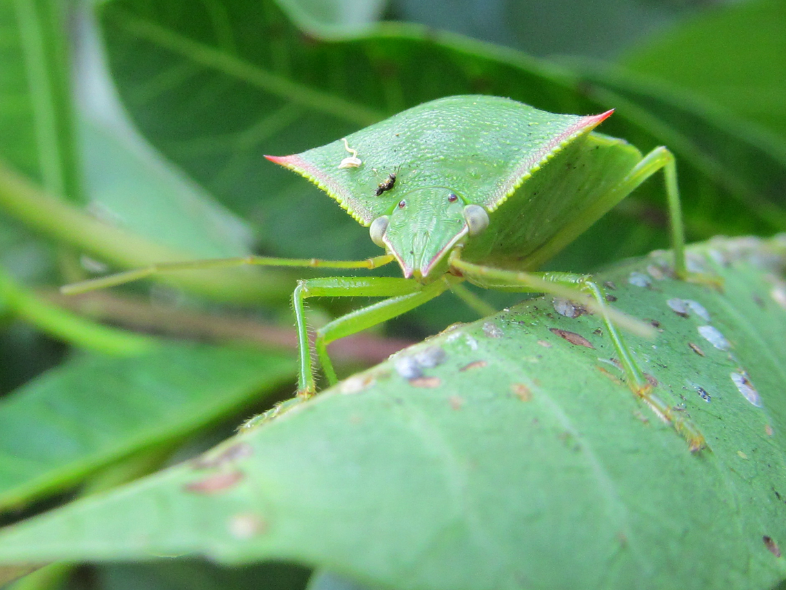 Stink Bug | Project Noah