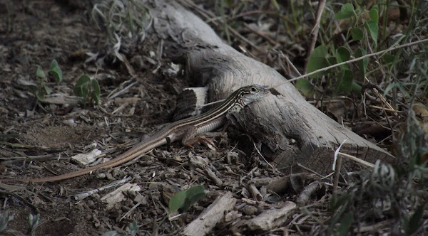 Texas Spotted Whiptail | Project Noah