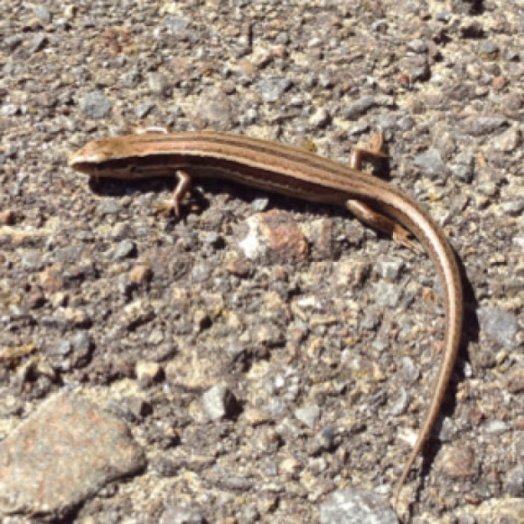 New Zealand Common Skink | Project Noah